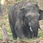 3 Nights 4 Days Bardia Tiger Tracking Tour | Bardia Jungle Safari - The Itinerary in Detail