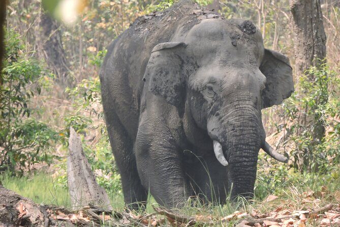 3 Nights 4 Days Bardia Tiger Tracking Tour | Bardia Jungle Safari - The Itinerary in Detail
