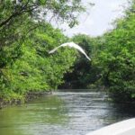 3 Palos Lagoon AfroMex Village Turtle Release & Croc Farm Visit - Breaking Down the Itinerary