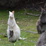 3D Tasmanian Highlights: Hobart, Port Arthur & Bruny Island - What Travelers Are Saying