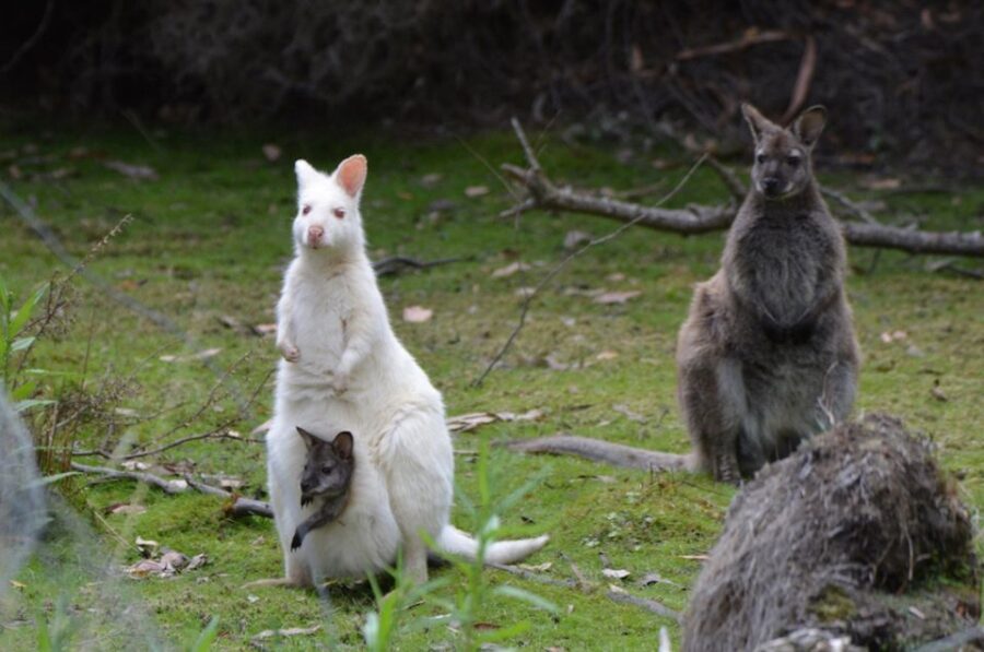 3D Tasmanian Highlights: Hobart, Port Arthur & Bruny Island - What Travelers Are Saying