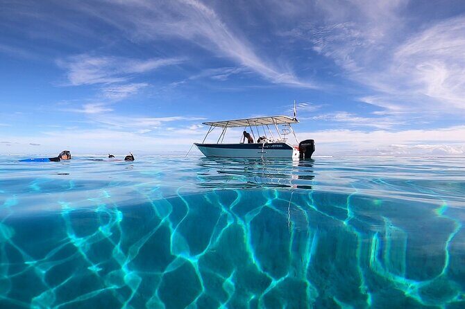 3h dolphin and snorkeling tour in a wild lagoon with Mobydick - The Experience: What to Expect and Why It Matters