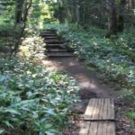 3hours Nature Guided Tour in Shiretoko Five Lakes - Key Points