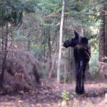 4-Day Canadian Camping Road Trip ("Moose On The Loose") - The Experience: Real Perspectives from Travelers