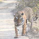 4 Day Golden Triangle Tour With Ranthambore Tiger Safari - Day 2: The Wonder of the Taj Mahal and More