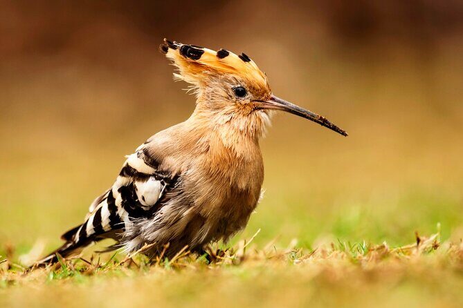 4 Day Golden Triangle Tour With Ranthambore Tiger Safari India - The Value Proposition