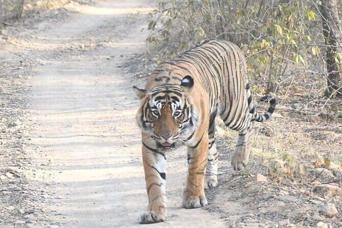 4 Day Golden Triangle Tour With Ranthambore Tiger Safari - Day 2: The Wonder of the Taj Mahal and More