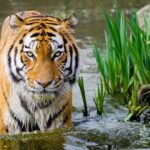4 Day Golden Triangle with Ranthambore Tiger Safari Tour from Delhi - What Sets This Tour Apart