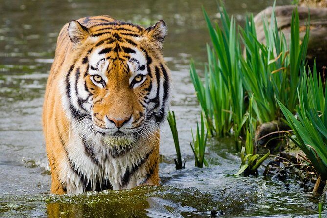 4 Day Golden Triangle with Ranthambore Tiger Safari Tour from Delhi - What Sets This Tour Apart