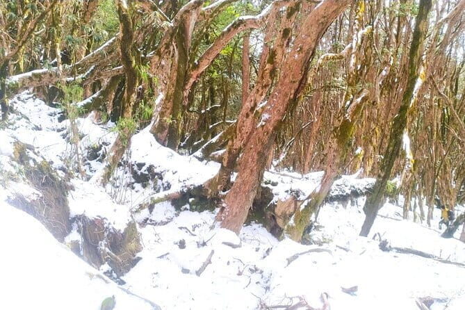 4 Day Mardi Himal Base Camp Trek from Pokhara - Exploring the Itinerary in Detail