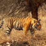 4-Day Private Ranthambhore Tiger Tour Including Delhi, Agra and Jaipur - FAQ