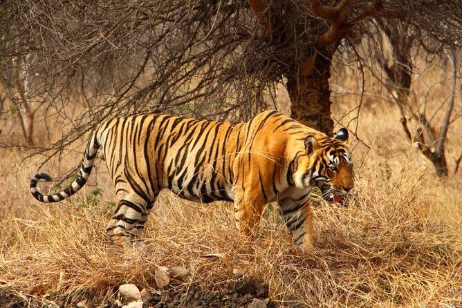 4-Day Private Ranthambhore Tiger Tour Including Delhi, Agra and Jaipur - FAQ