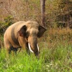 4 Days Bardia National Park Tour - Who This Tour Is Perfect For