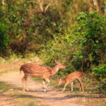 4 Days Chitwan Jungle Tour with 1 Night Jungle Tower stay - Analyzing the Value of This Tour
