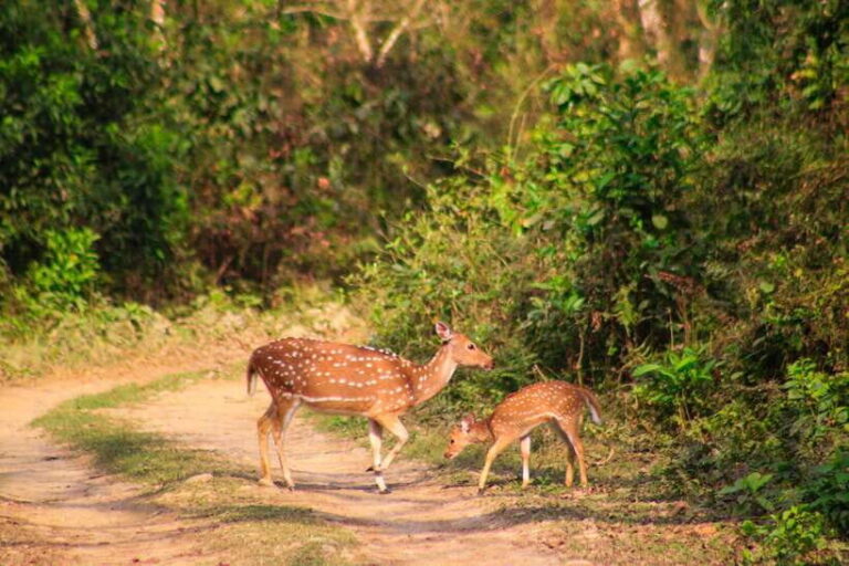 4 Days Chitwan Jungle Tour with 1 Night Jungle Tower stay - Analyzing the Value of This Tour