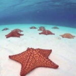 4 Days Yoga, Snorkel and Horseback Riding in Cozumel - Who This Tour Will Suit Best