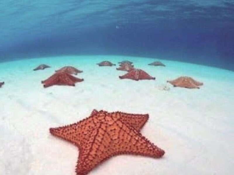 4 Days Yoga, Snorkel and Horseback Riding in Cozumel - Who This Tour Will Suit Best