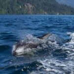 4 Hour Campbell River Whale & Wildlife Tour | Discovery West - Value for Money
