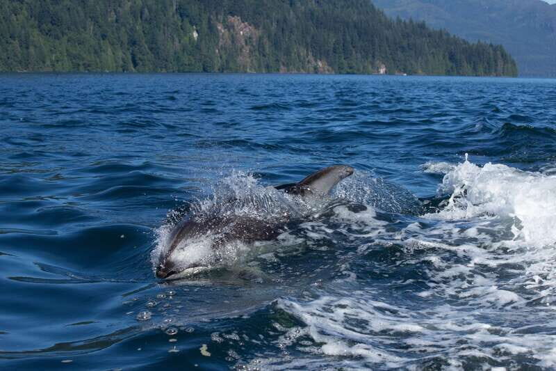 4 Hour Campbell River Whale & Wildlife Tour | Discovery West - Value for Money