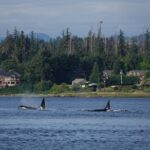 4 hour Covered Boat Whale and Wildlife Tour - The Experience in Detail