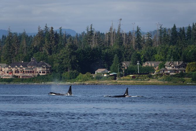 4 hour Covered Boat Whale and Wildlife Tour - The Experience in Detail