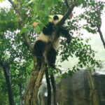 4-Hour Giant Panda Experience Private Tour With Morning Departure - Final Thoughts