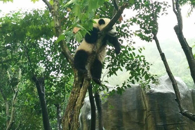 4-Hour Giant Panda Experience Private Tour With Morning Departure - Final Thoughts