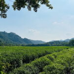 4-Hour Hangzhou Highlights Tour of Lingyin Temple and West Lake - Why This Tour Is a Good Deal