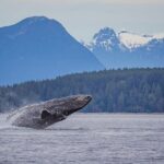 4 Hour Morning Whale Watching Tour - The Practicalities: What You Need to Know