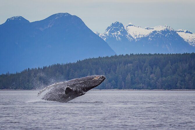4 Hour Morning Whale Watching Tour - The Practicalities: What You Need to Know