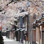 4 Hour Unique Kanazawa Cherry Blossom Sakura Private Experience - The Experience and Its Value