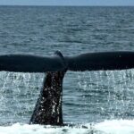 4-Hour Wildlife and Coastal Tour in Juneau, Alaska - The Value of the Experience