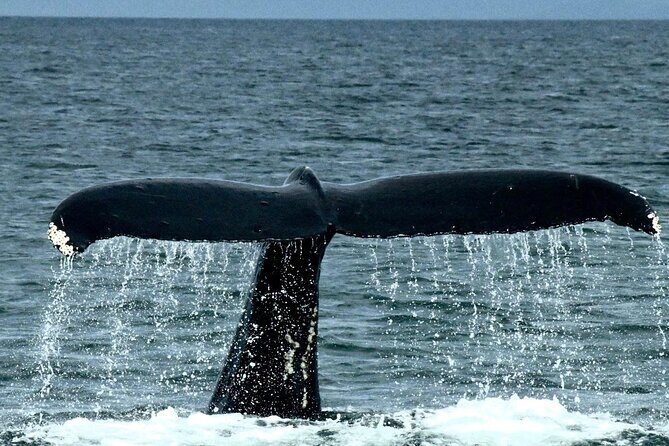 4-Hour Wildlife and Coastal Tour in Juneau, Alaska - The Value of the Experience