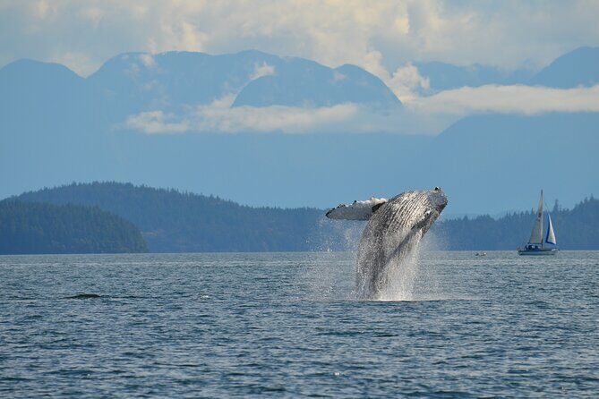 4 hour Zodiac Whale and Wildlife Tour - Authentic Voices