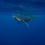 4 Hours of Humpback Whale Watching in Tahiti - Why This Whale Watching Tour in Tahiti Stands Out