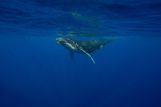 4 Hours of Humpback Whale Watching in Tahiti - Why This Whale Watching Tour in Tahiti Stands Out