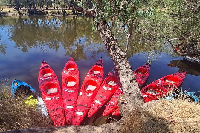 4 Hours Swan Valley Kayak, Wine & Dine Experience - The Experience in Depth