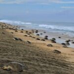 4-in-1 Tour - Mazunte,Cacao Factory, La Ventanilla & Turtle Spawn - Exploring Mazunte