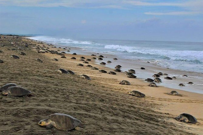 4-in-1 Tour - Mazunte,Cacao Factory, La Ventanilla & Turtle Spawn - Exploring Mazunte