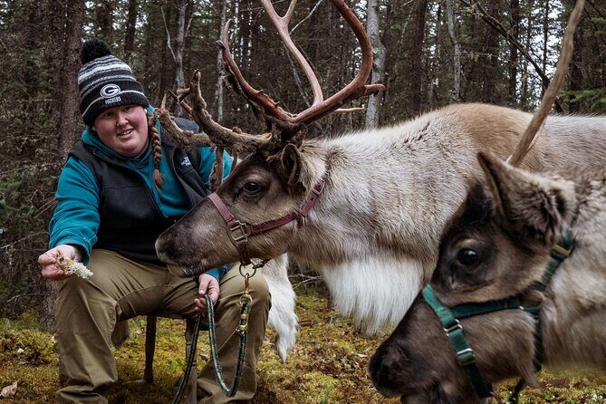 45 Minute Private Reindeer Tour - The Classroom Experience