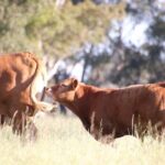 45 Minutes Private Tour at Warrawindi Farms - The Value of the Experience