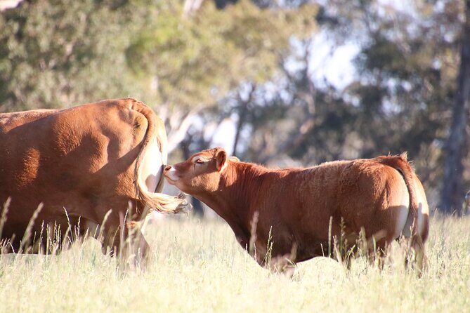 45 Minutes Private Tour at Warrawindi Farms - The Value of the Experience