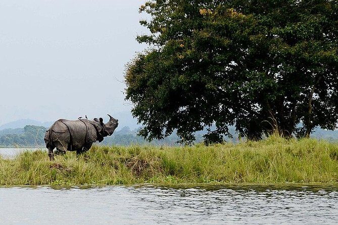 4D/3N Kaziranga safari special - Practical tips for travelers