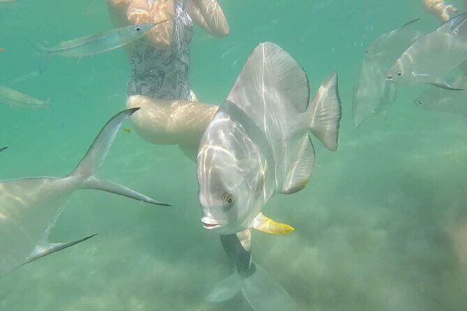 4H Snorkeling and Fishing Cruise on Magnetic Island - Who Will Appreciate This Tour?