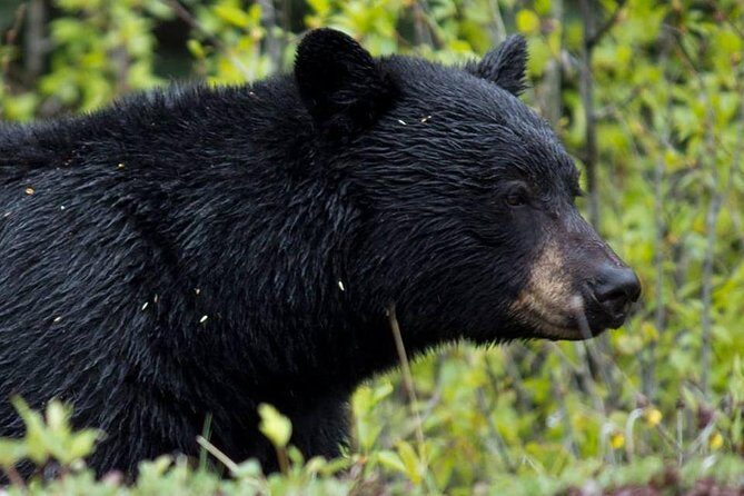 5.5-Hour Jasper Wildlife and Waterfalls Tour with Maligne Lake Cruise from Jasper - Summing It Up
