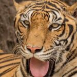 5 Day Delhi Agra Jaipur with Ranthambore-Taj Mahal Sunrise/Sunset - Who Should Consider This Tour?