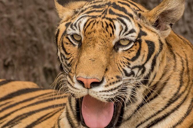 5 Day Delhi Agra Jaipur with Ranthambore-Taj Mahal Sunrise/Sunset - Who Should Consider This Tour?