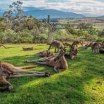 5 Day Island Icons Tassie Day Tour Bundle - Day 3: Bruny Island, Wildlife, & Local Flavors