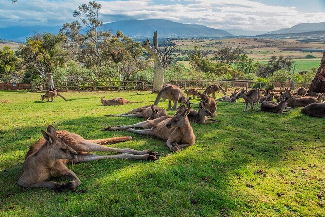 5 Day Island Icons Tassie Day Tour Bundle - Day 3: Bruny Island, Wildlife, & Local Flavors