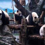 5 Day Natural Panda Paradise Tour in Chengdu - Day 4: Mount Emei’s Majestic Views